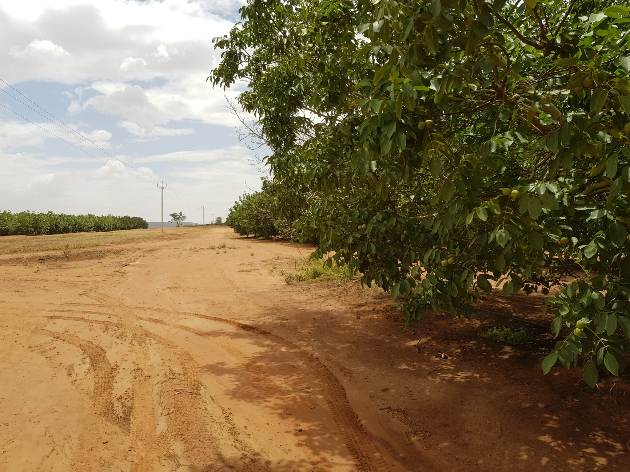 Drip irrigation projects – DTA Engineering