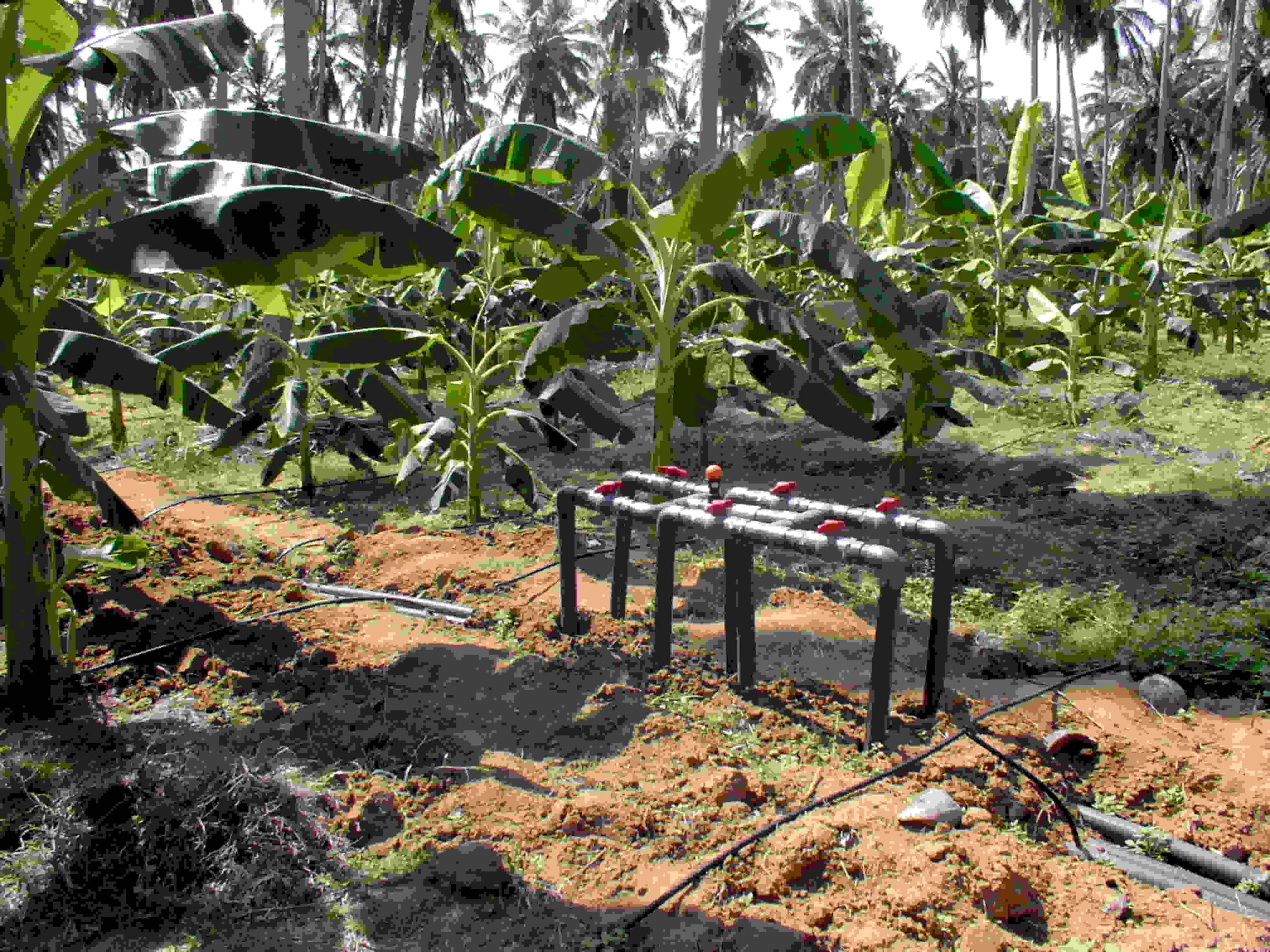 Drip irrigation projects – DTA Engineering