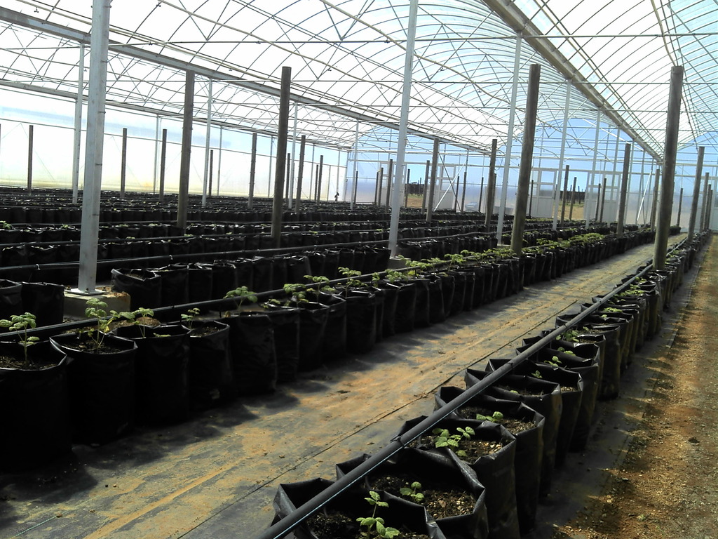 Greenhouse projects – DTA ENGINEERING (PTY) LTD