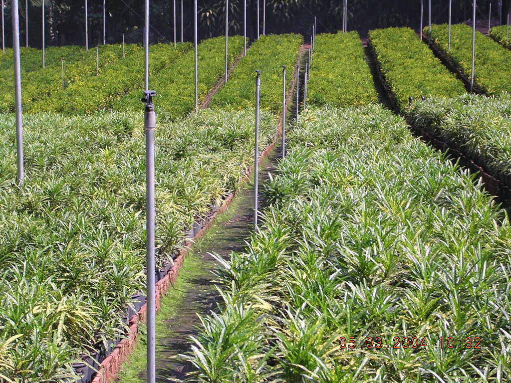 Sprinkler irrigation Project – DTA ENGINEERING (PTY) LTD